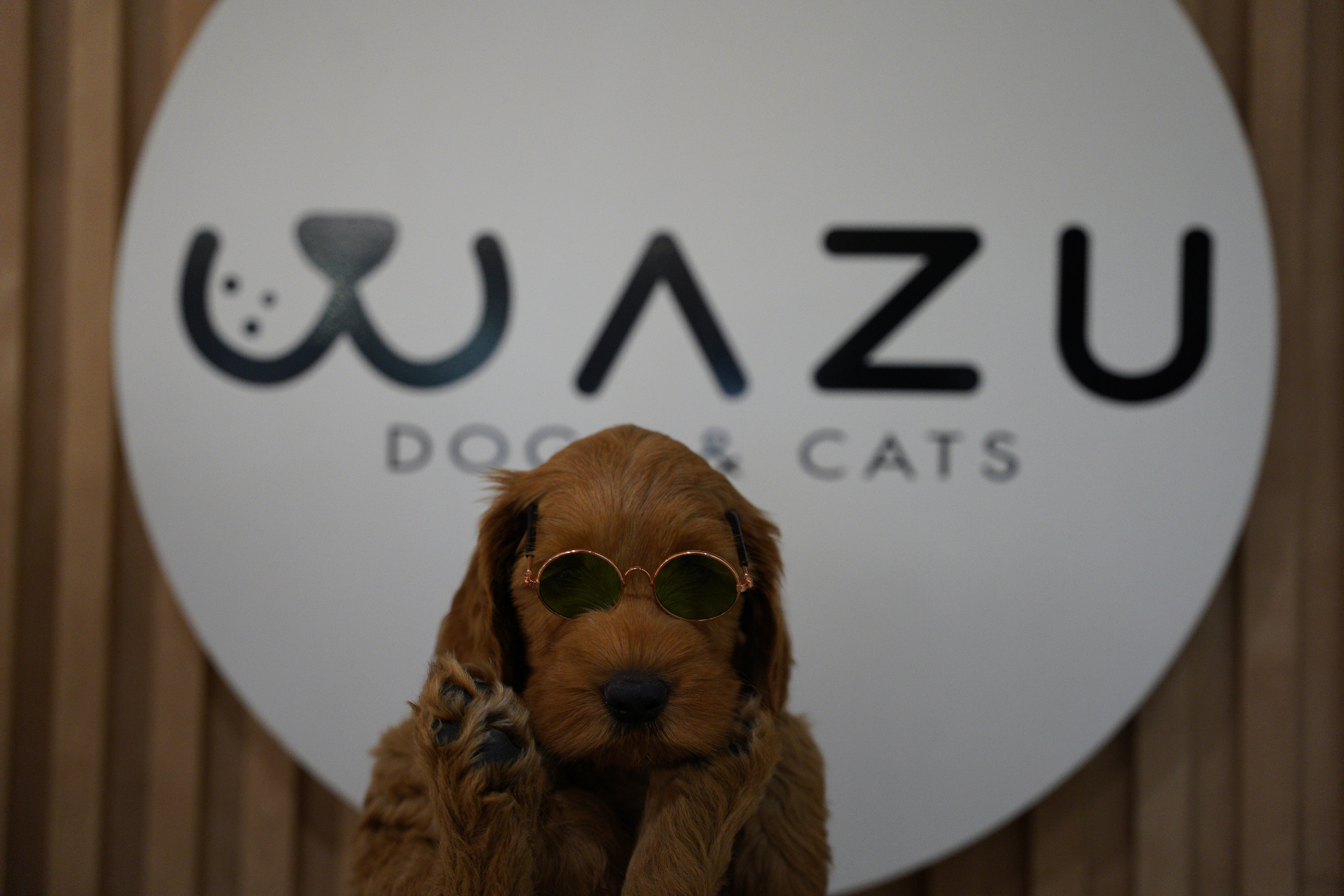 Wazu Dogs & Cats | Guatemala